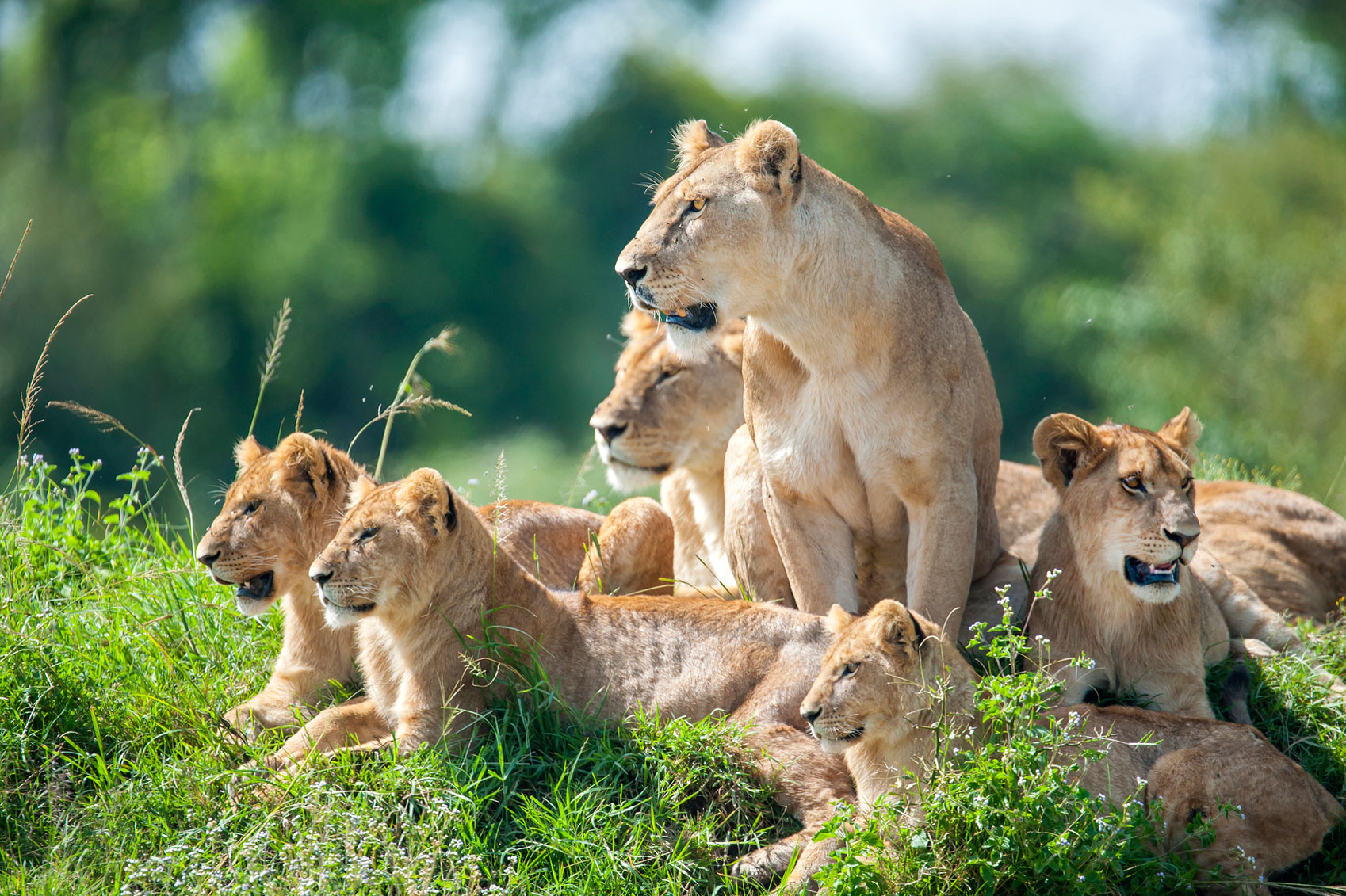 Celebrating World Lion Day with the TreadRight Foundation