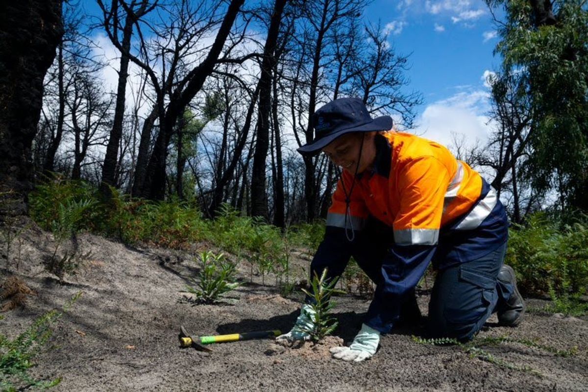 Helping Australia regrow (partnering with One Tree Planted)