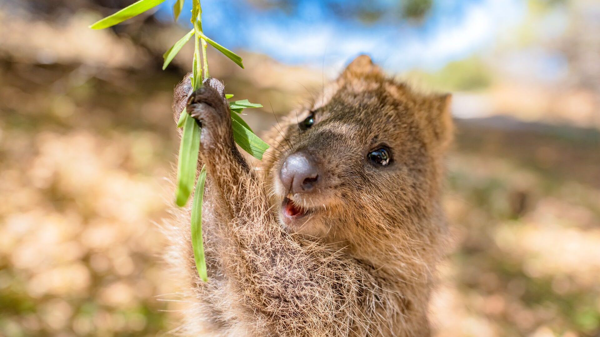 Fun facts about the Quokka, the happiest animal on earth